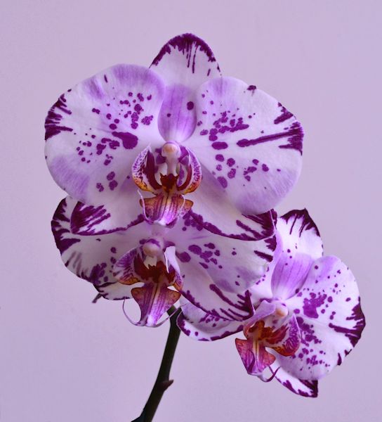 Purple Phalaenopsis Orchid
